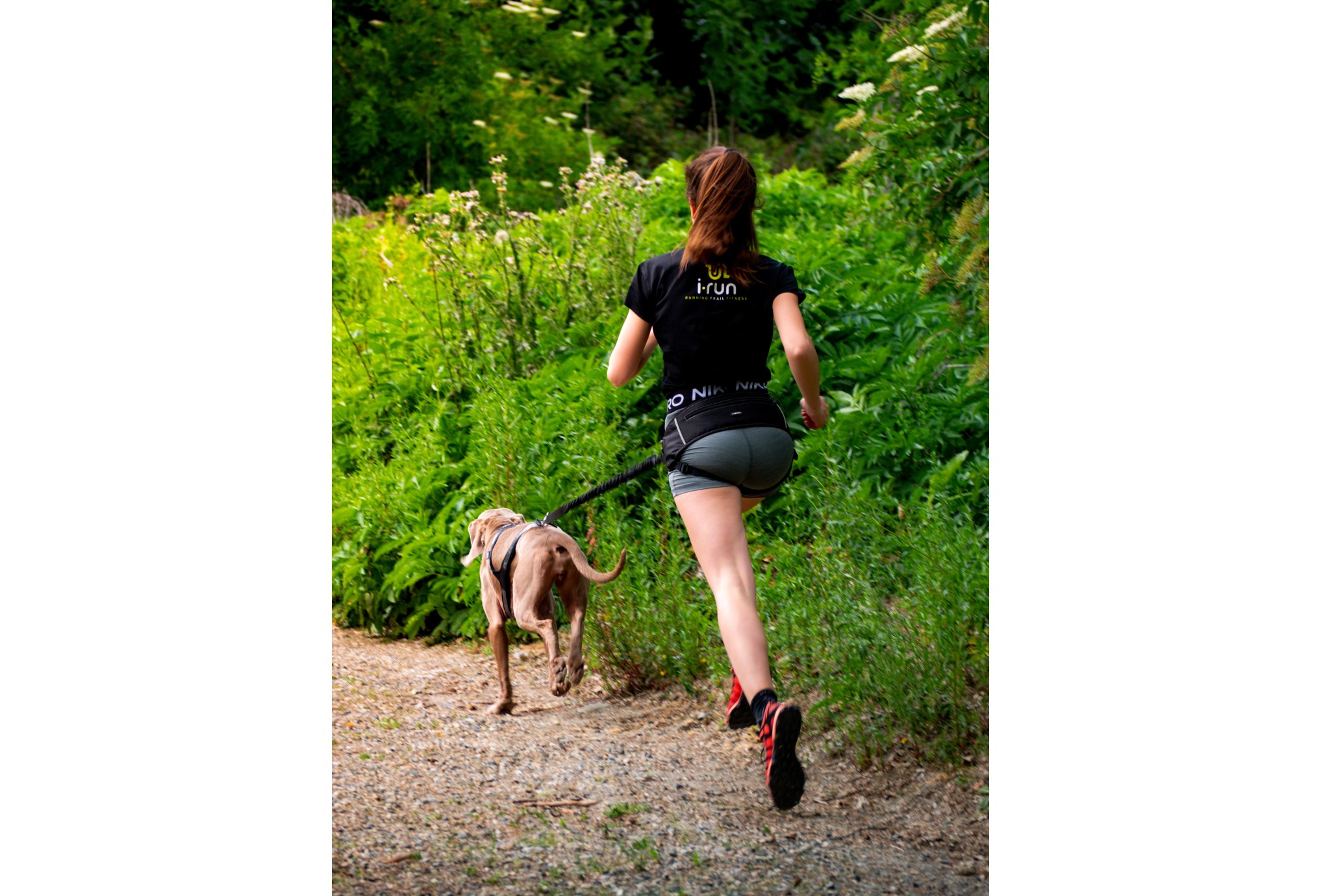 Djoring Geschirr Djore Sport im Angebot | Sportzubehör Canicross Djoring