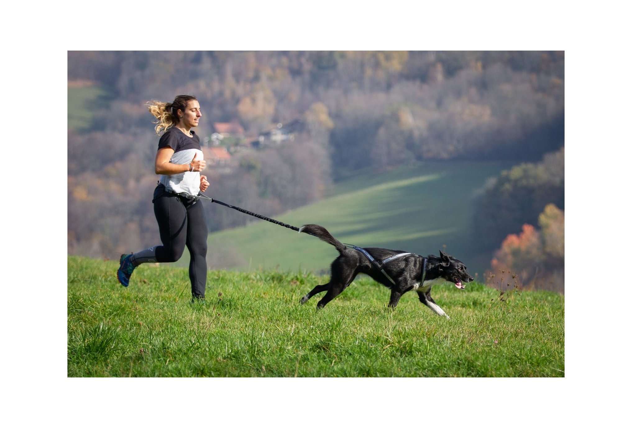 Djoring línea de tiro Djore Cross en promoción | Accesorios Canicross ...